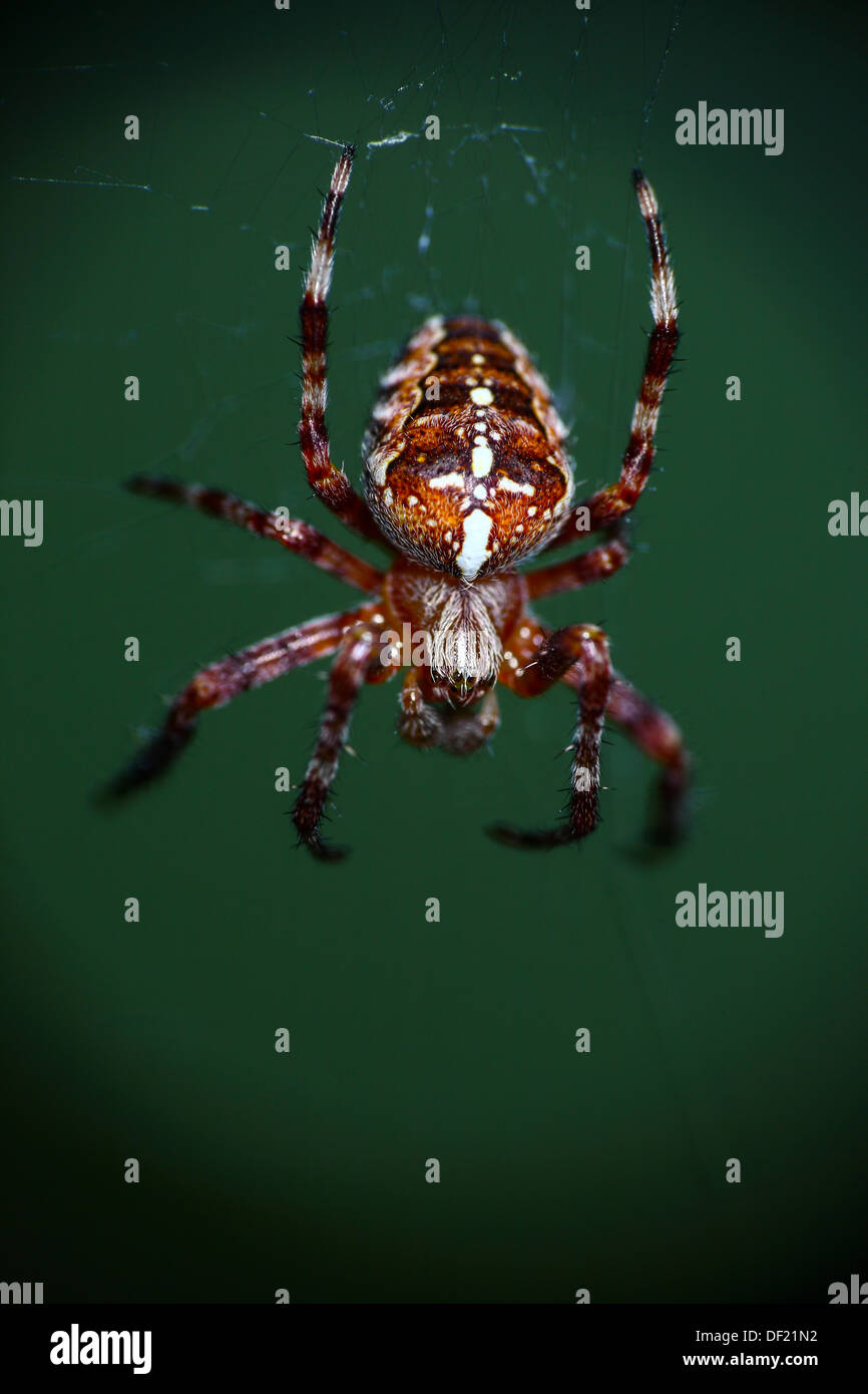Stripy spider hi-res stock photography and images - Alamy