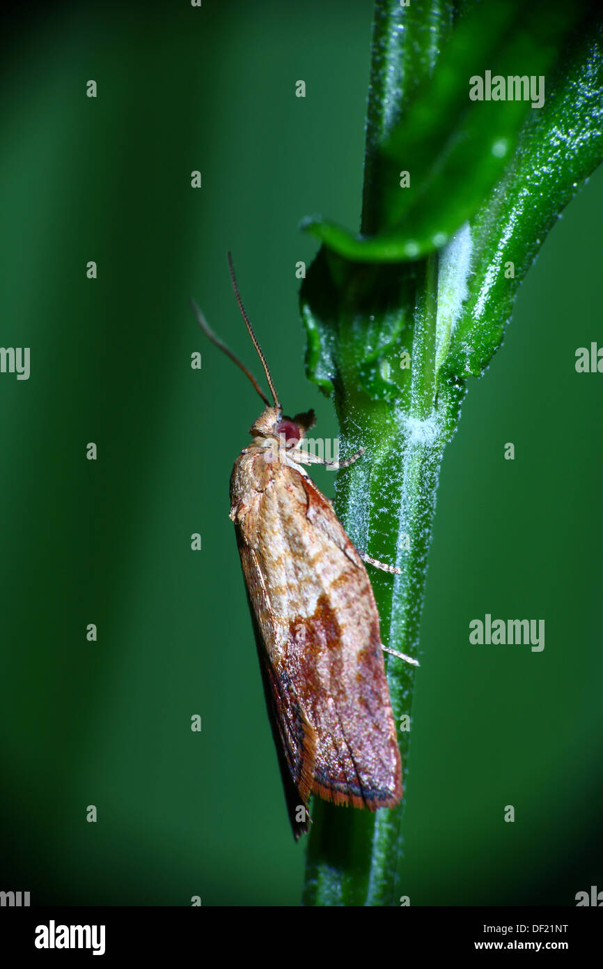 Bug insect moth pest hi-res stock photography and images - Alamy