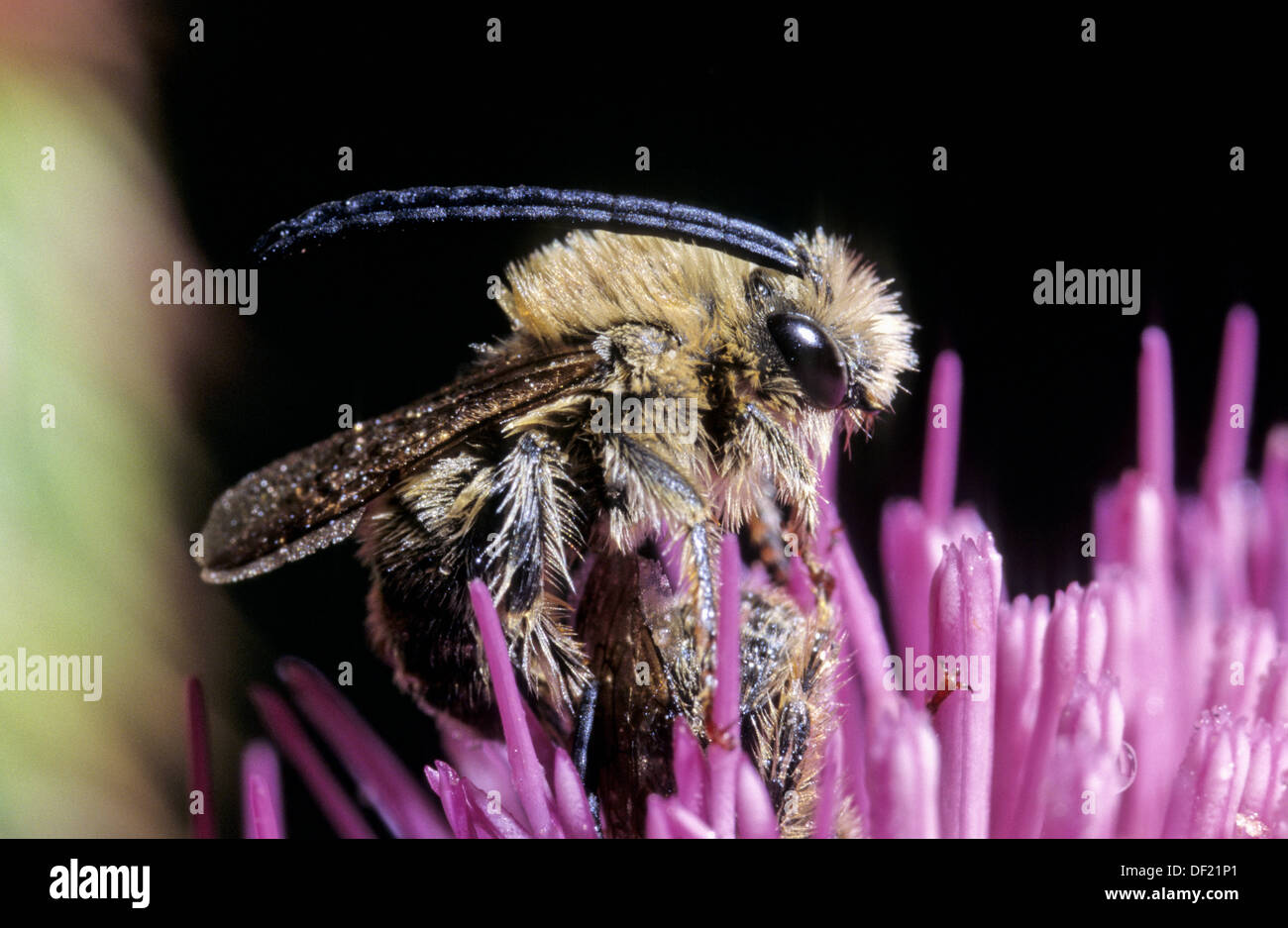 Eucera Longicornis High Resolution Stock Photography and Images - Alamy
