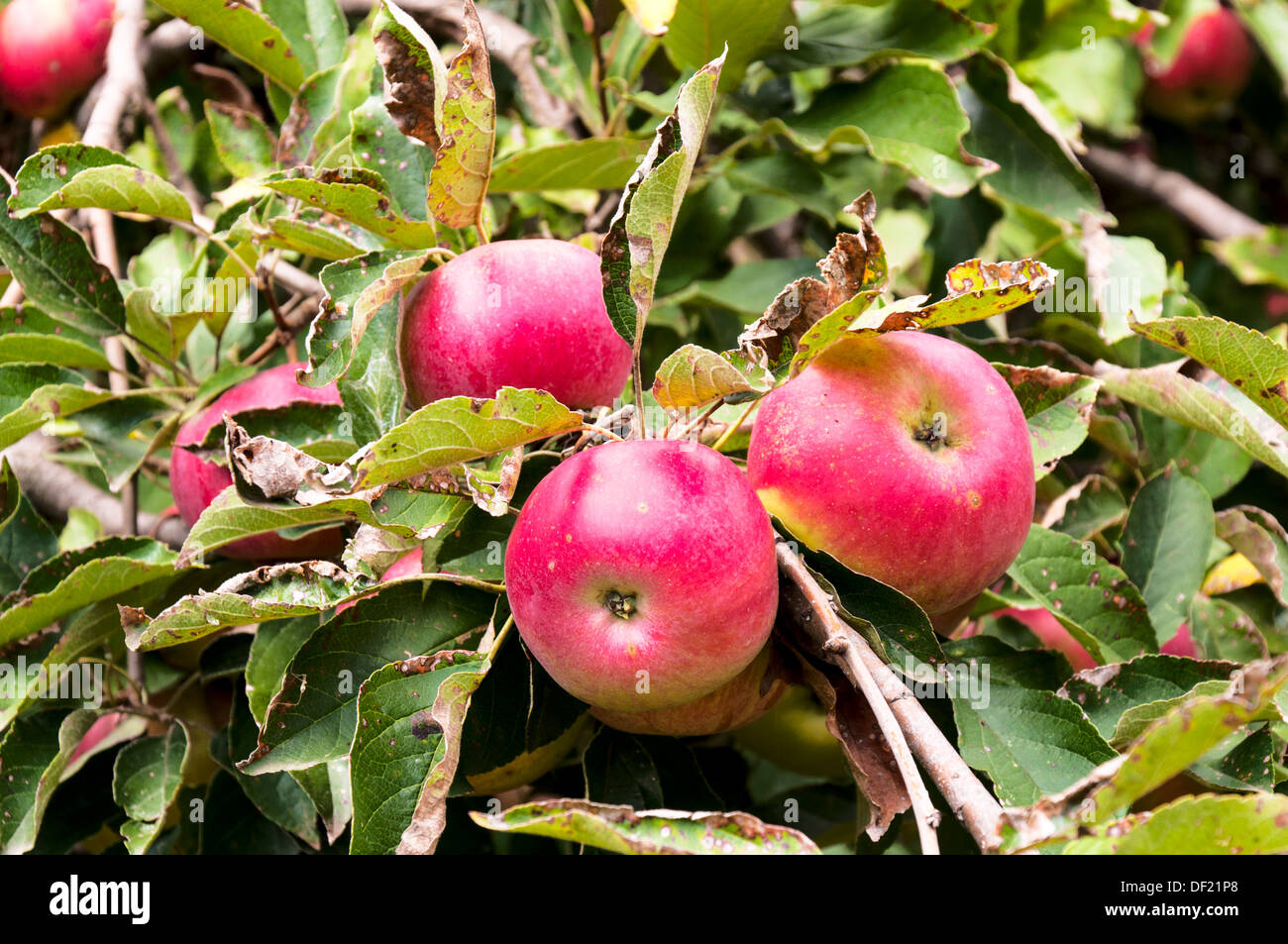 Tree of the organic red apple Stock Photo - Alamy