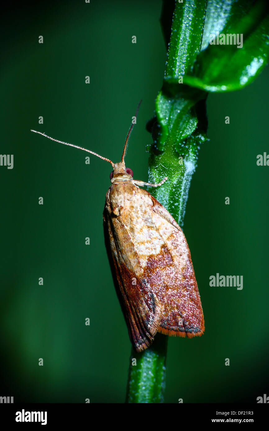 Bug insect moth pest hi-res stock photography and images - Alamy