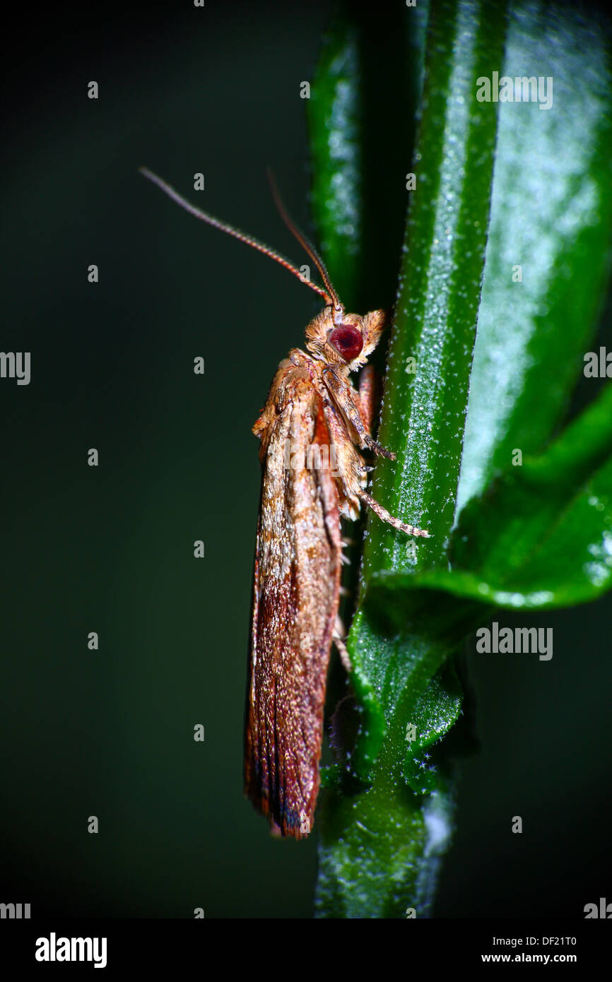 Moths insect hi-res stock photography and images - Alamy