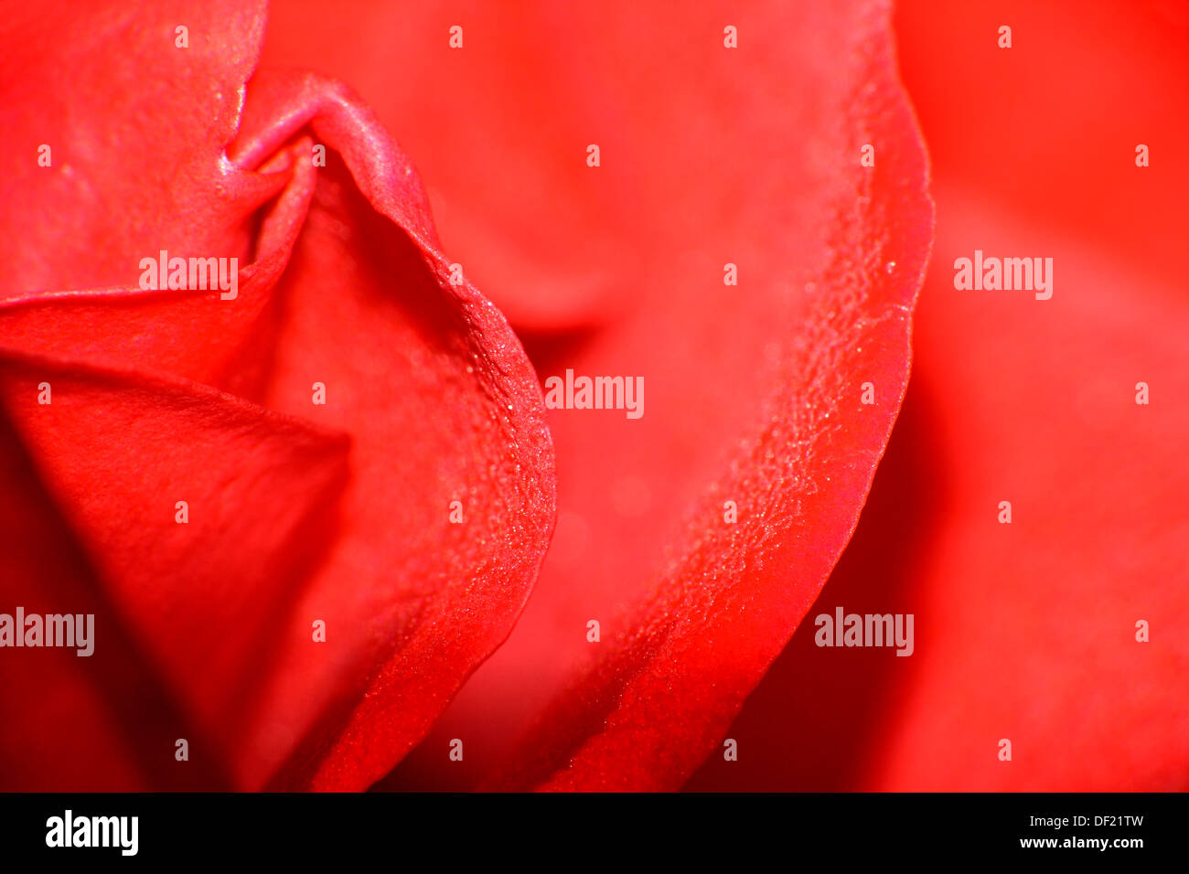 Creative petals hi-res stock photography and images - Alamy