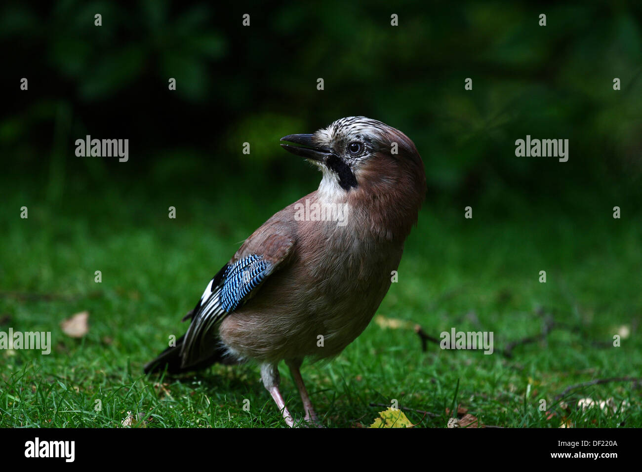 Jay bird in the woods Stock Photo - Alamy