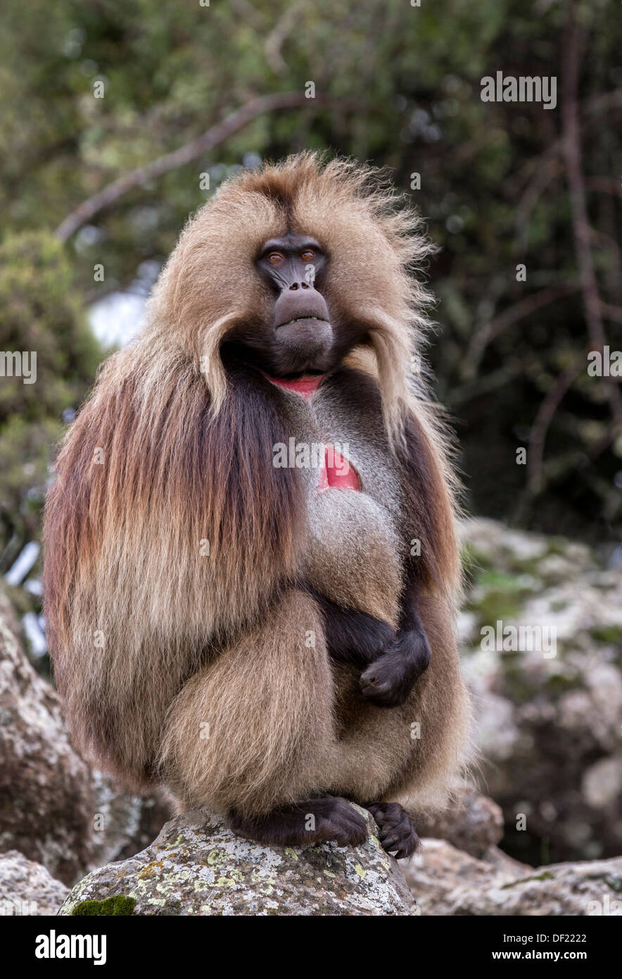 Portrait of a Male Gelada Baboon (Theropithecus gelada) Simien ...