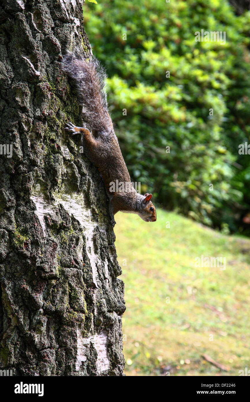 Autumnal leaves with squirrels hi-res stock photography and images - Alamy