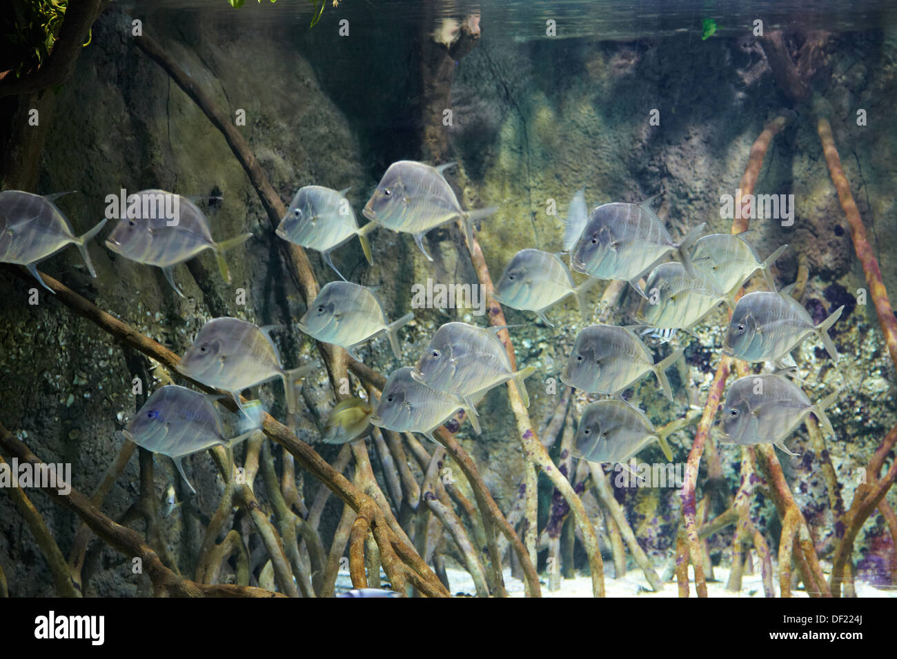 Carangue Stock Photos & Carangue Stock Images - Alamy