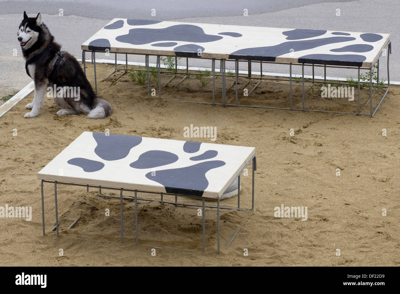 Siberian Husky sat in a sand pit with Cow patterned Tables Stock Photo ...