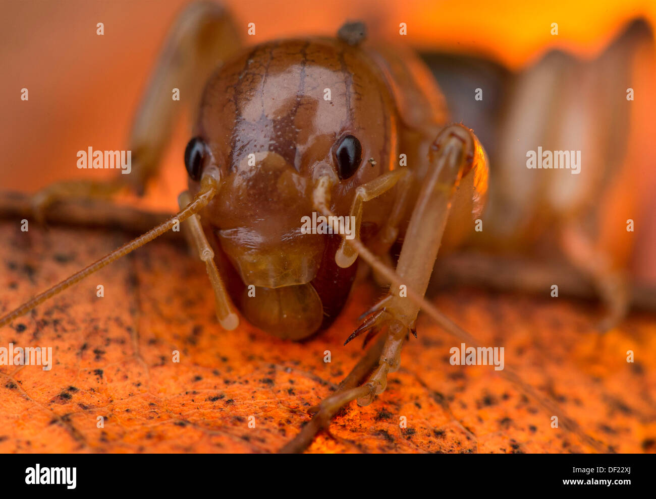 Human babies hi-res stock photography and images - Alamy
