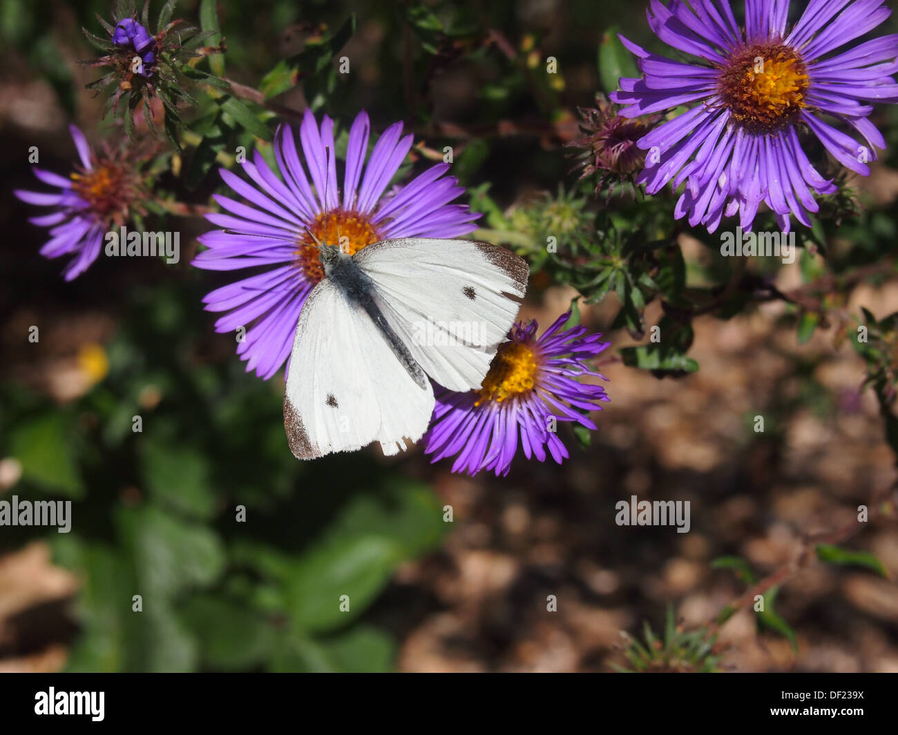 White moth on purple flower Stock Photo - Alamy