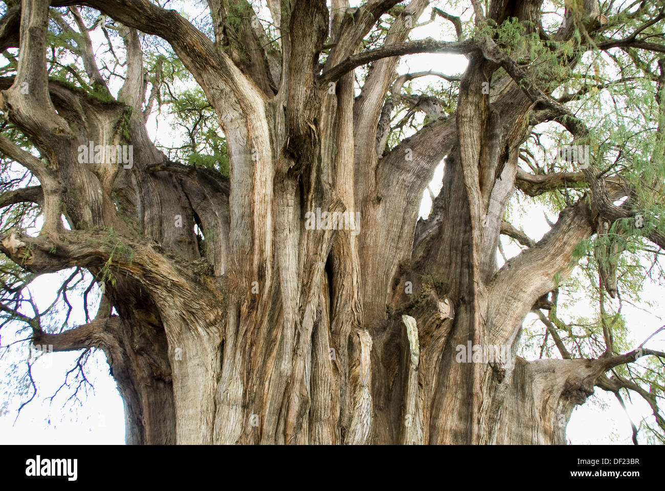 Taxodium Mucronatum High Resolution Stock Photography and Images - Alamy