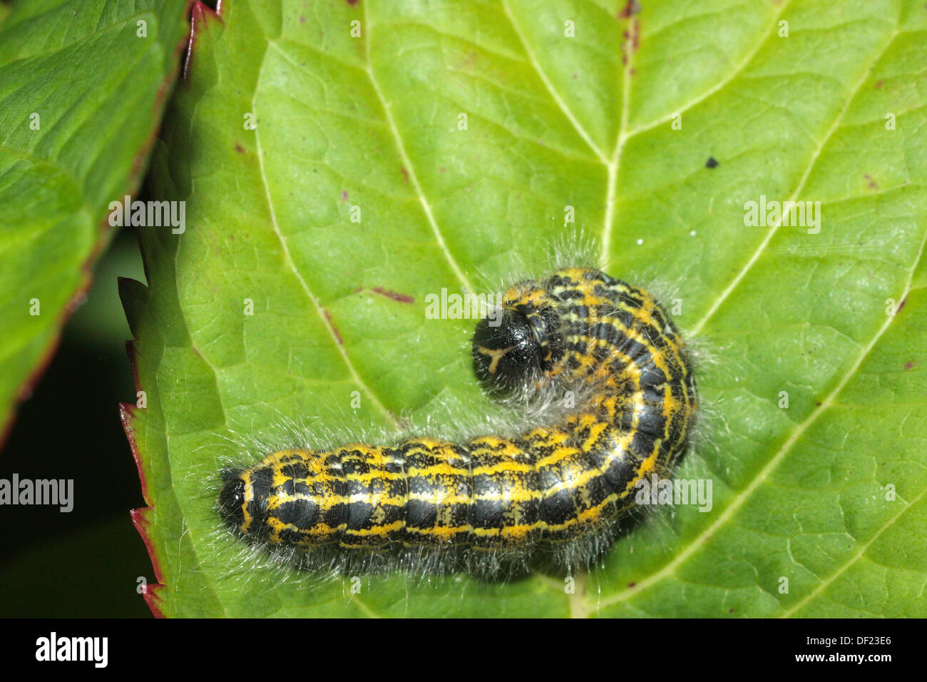Buff tip moth caterpillar hi-res stock photography and images - Alamy