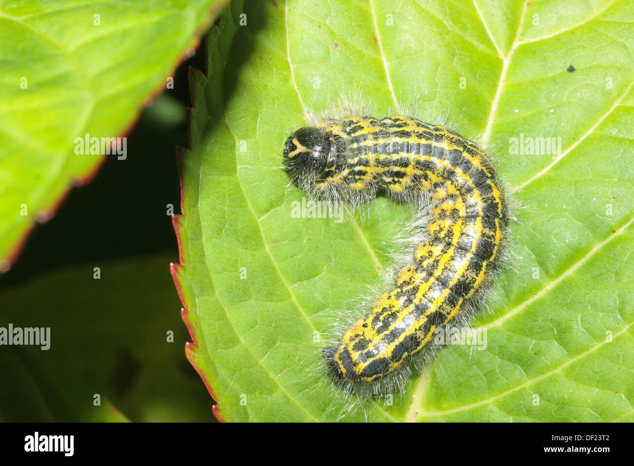 Caterpillar of the Buff Tip Moth Stock Photo - Alamy