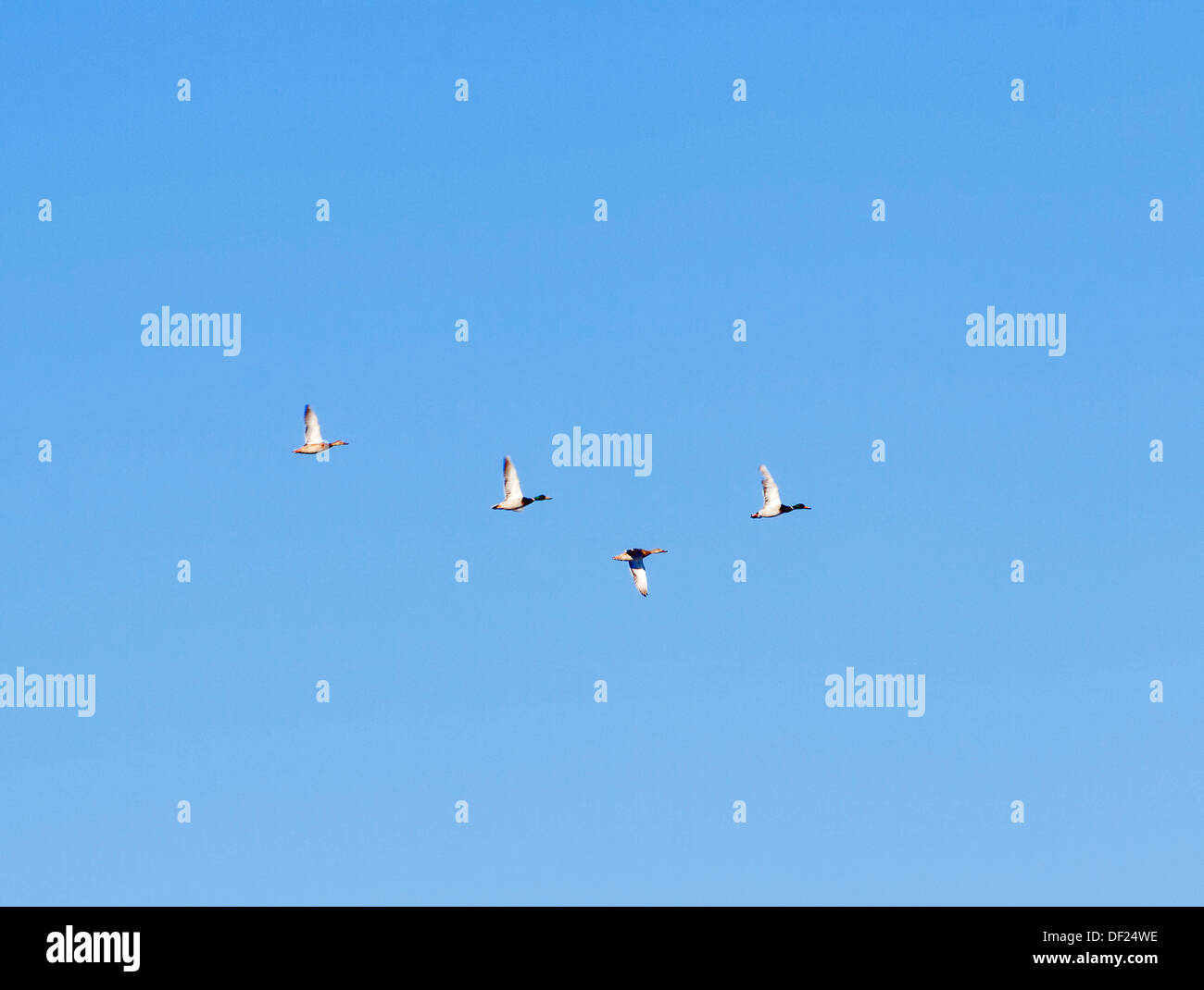 Flying wildlife hi-res stock photography and images - Alamy