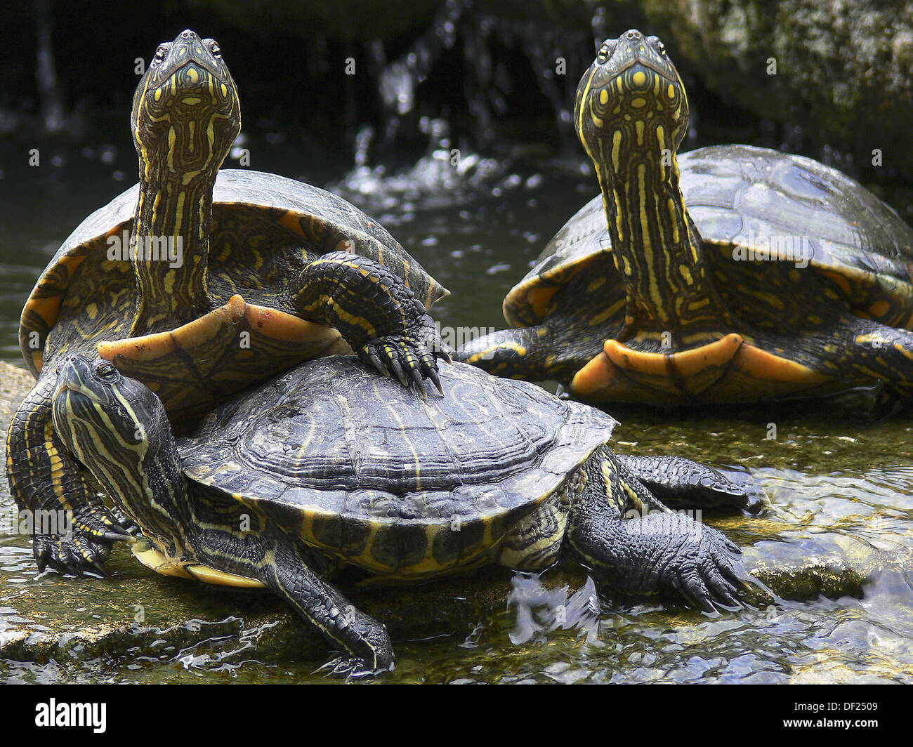 Vogli hi-res stock photography and images - Alamy