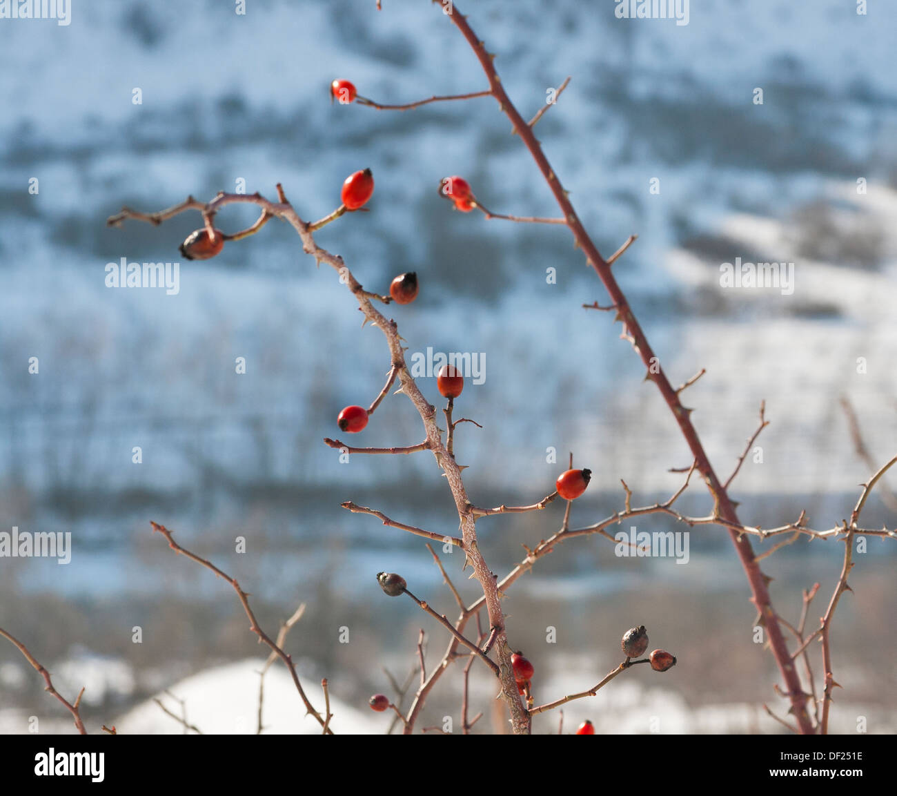 Rose hips bush hi-res stock photography and images - Alamy
