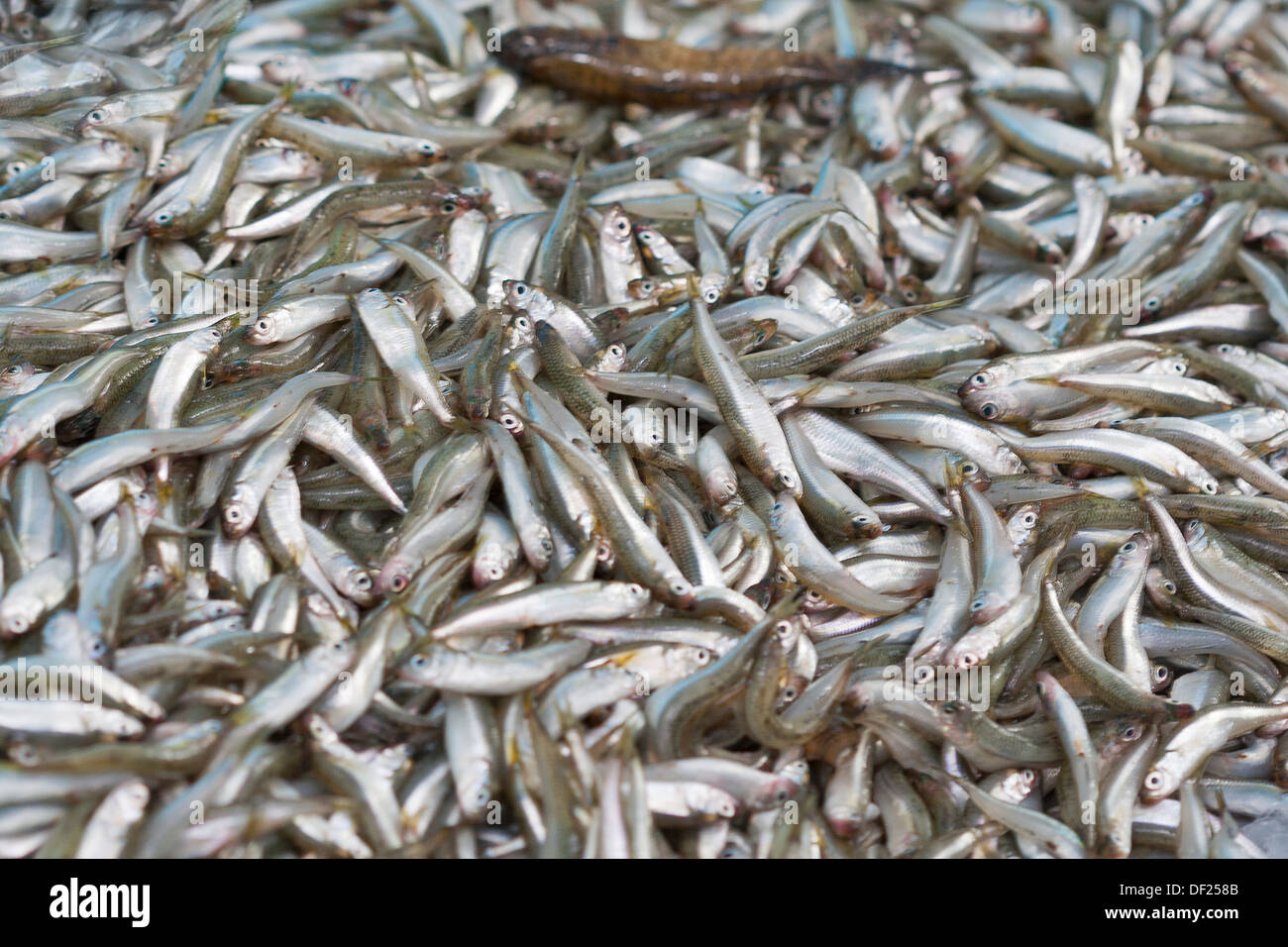Supermarket sprat hi-res stock photography and images - Alamy