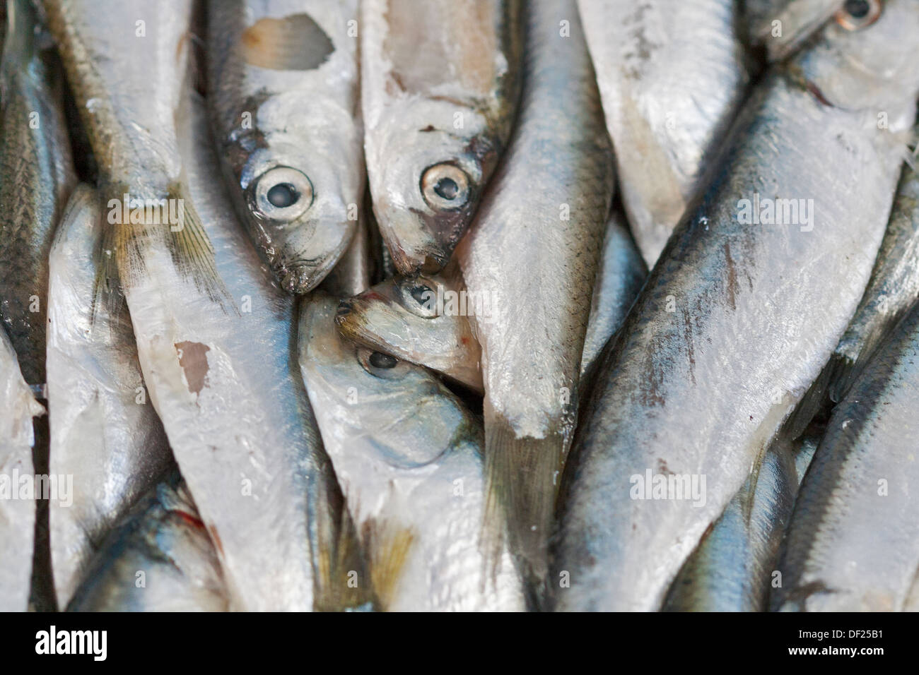 Sardines fresh fish closeup background Stock Photo - Alamy