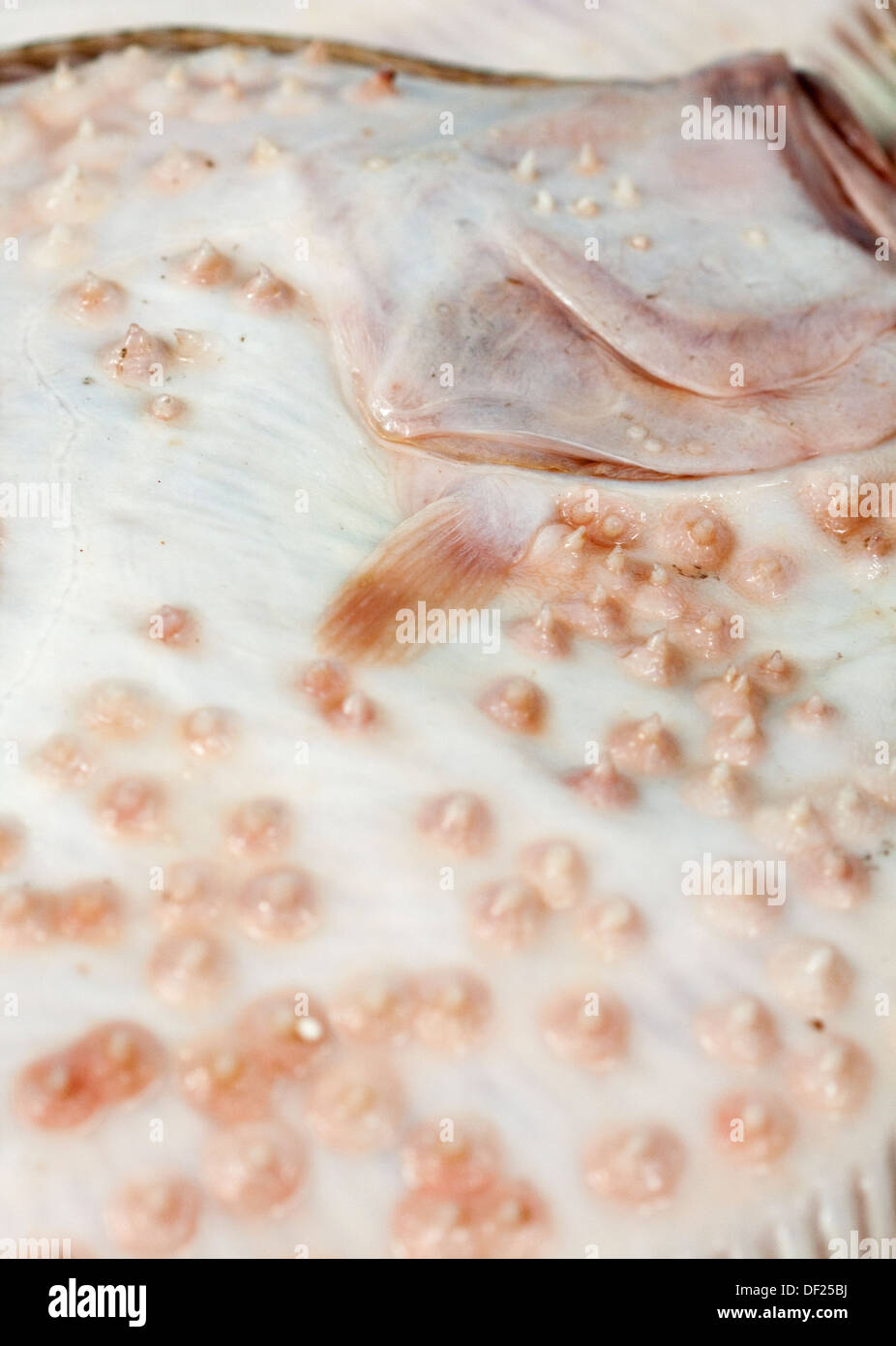 Closeup of sole hi-res stock photography and images - Alamy