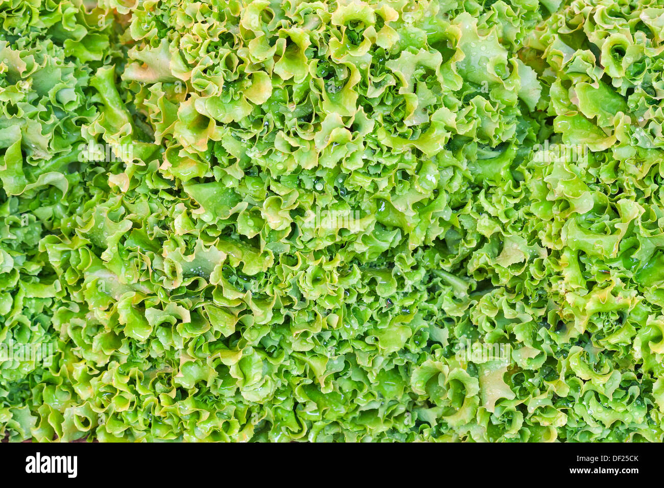 green salad background horizontal full frame Stock Photo - Alamy