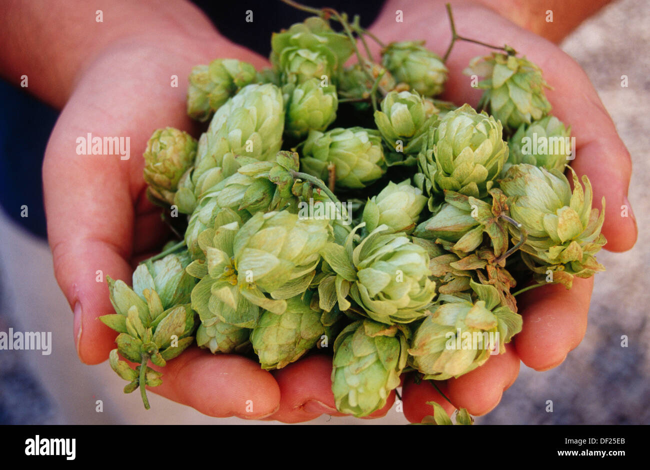 Harvesting hops hi-res stock photography and images - Alamy