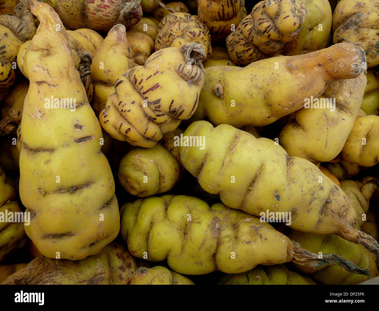 Ullucus tuberosus hi-res stock photography and images - Alamy