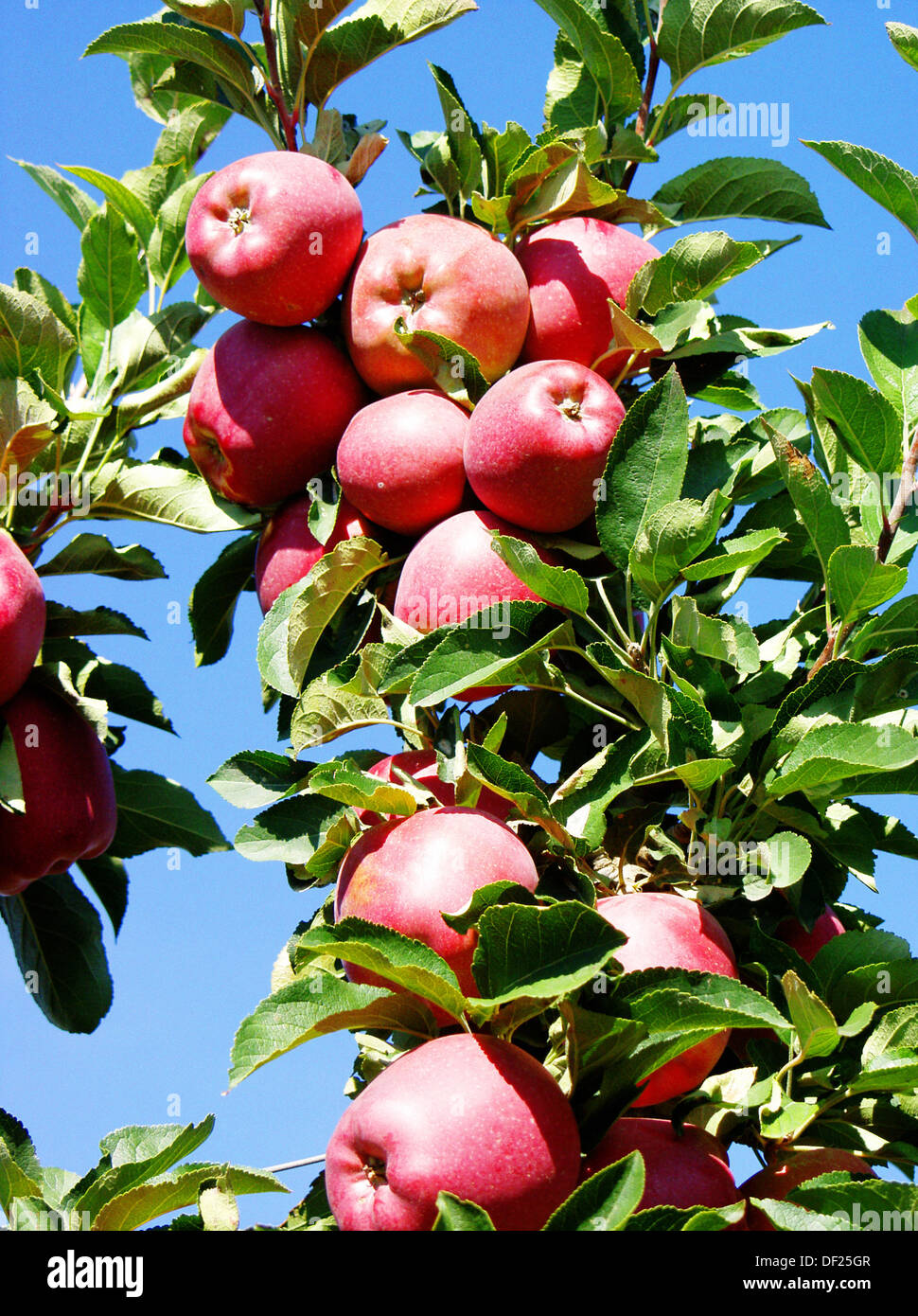 Apple red chief hi-res stock photography and images - Alamy