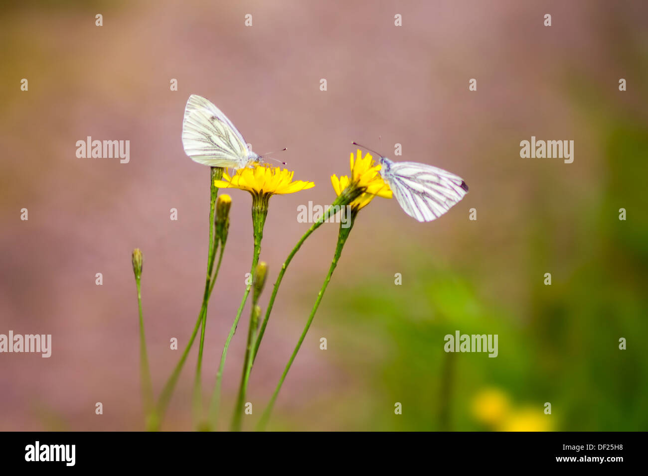 Portrait of a common forest butterfly Stock Photo - Alamy