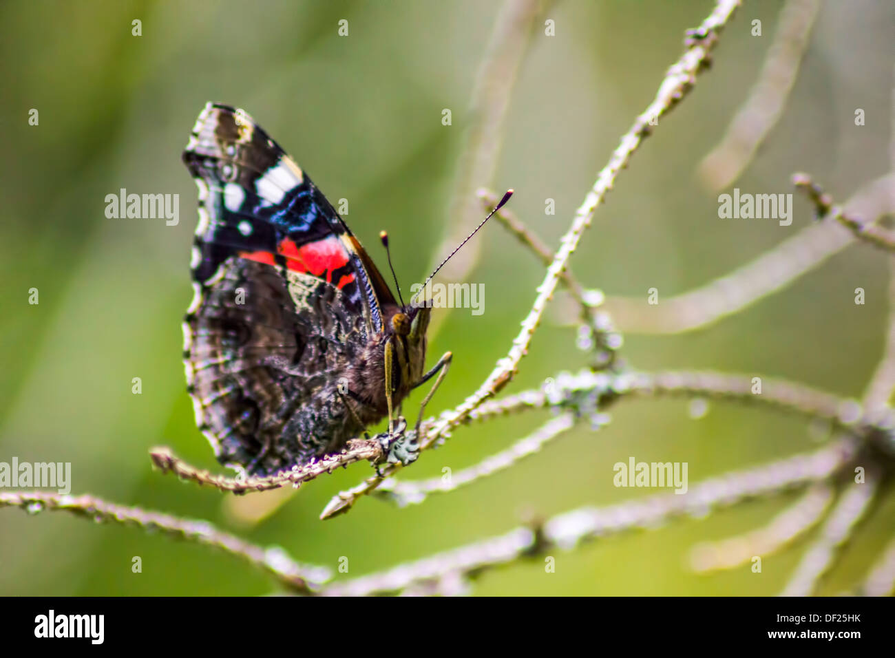 Portrait of a common forest butterfly Stock Photo - Alamy