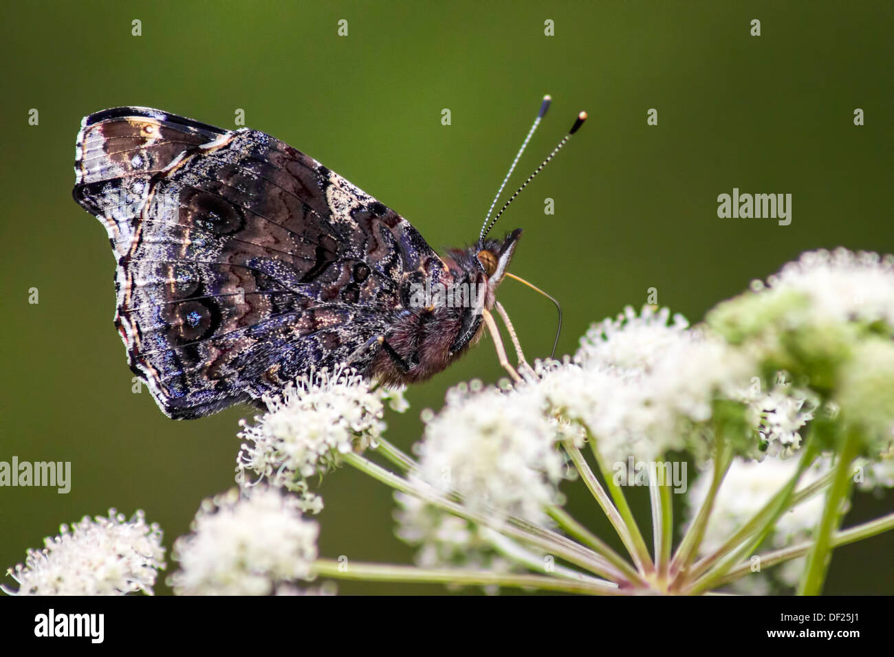 Butterfly flower forest hi-res stock photography and images - Alamy