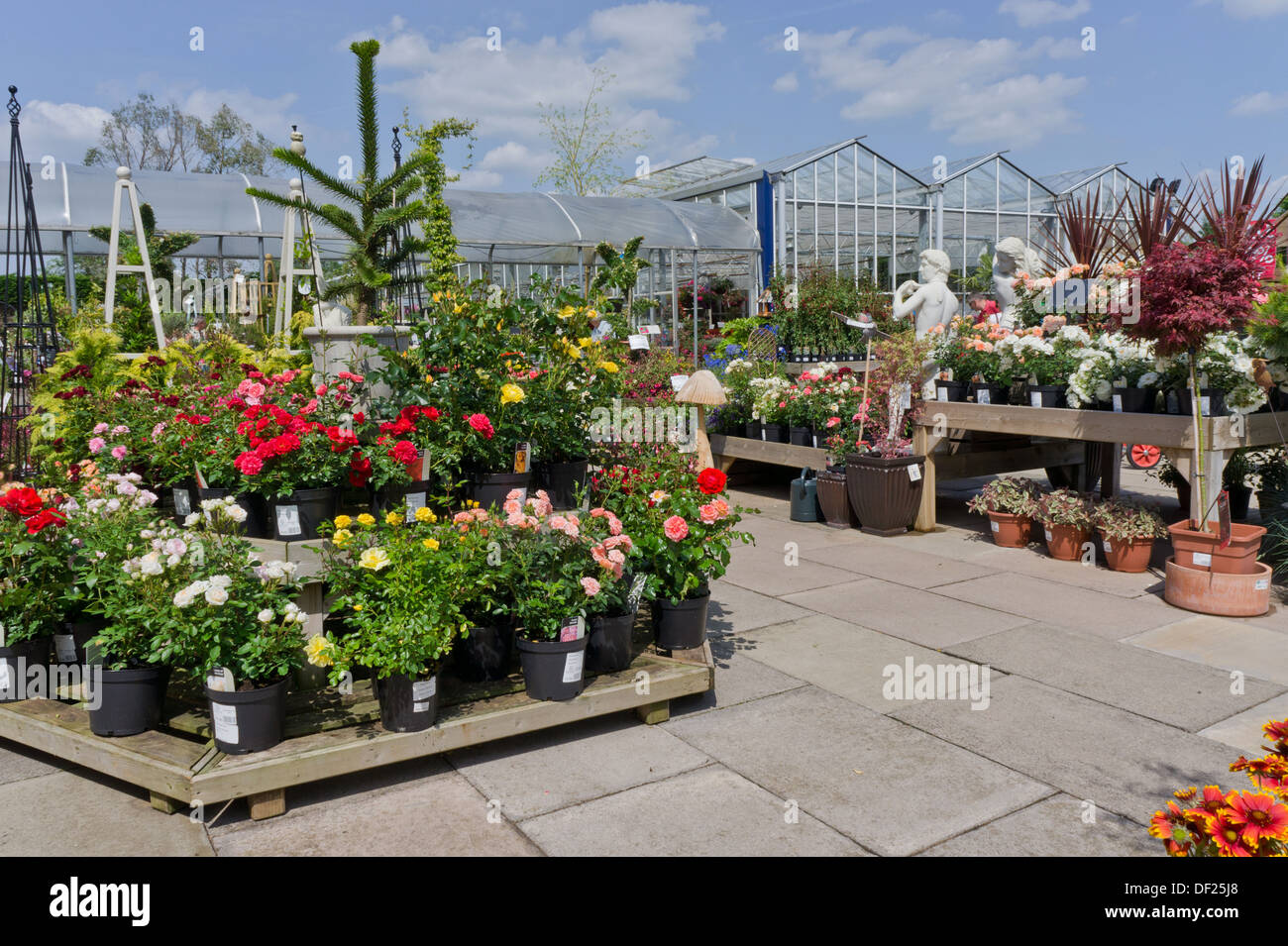 Summer plants at the garden centre, Beckworth's Emporium, Mears Ashby ...