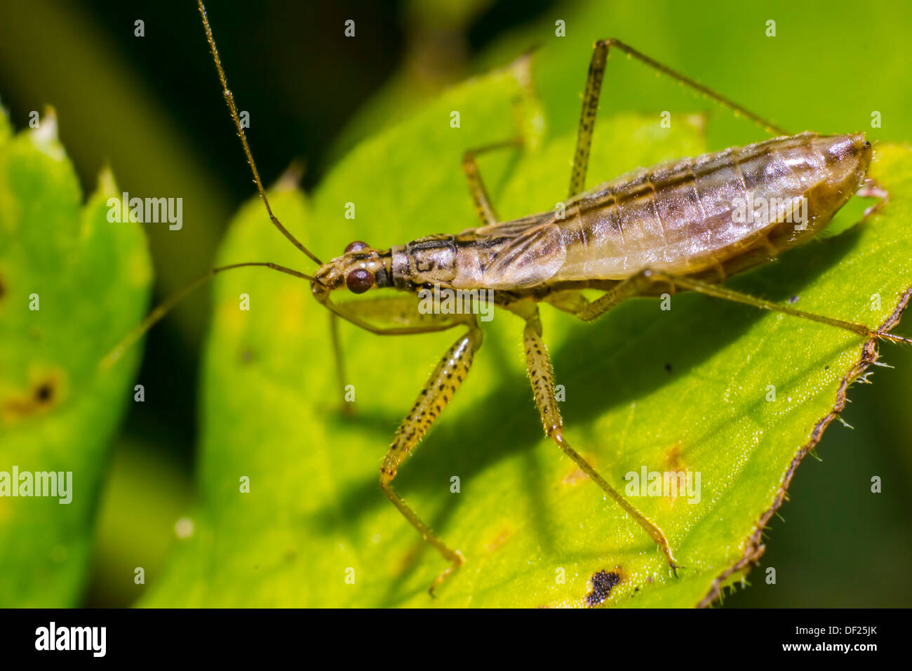 Portrait of a forest insect Stock Photo - Alamy