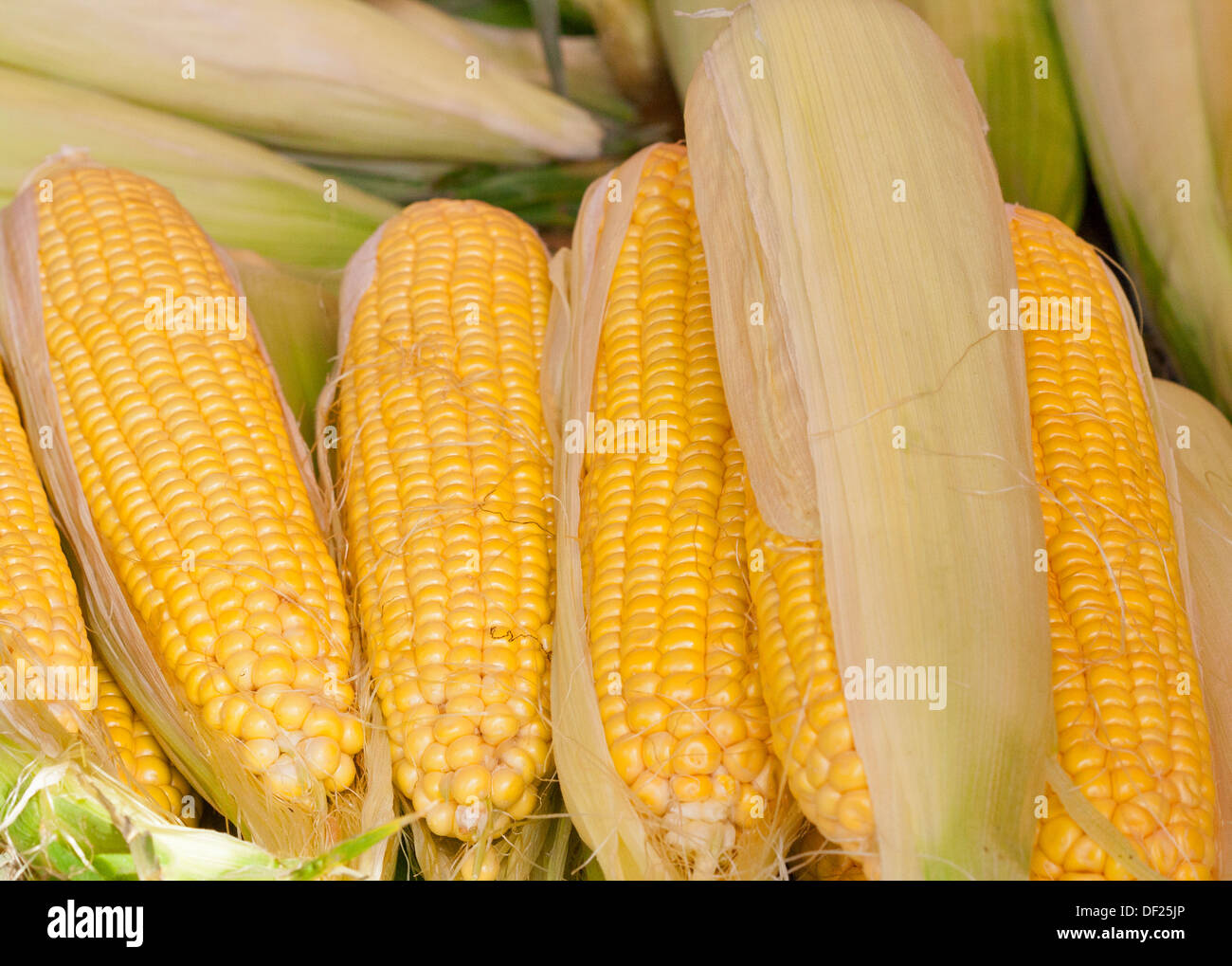 Harvesting sweet corn cob hi-res stock photography and images - Alamy
