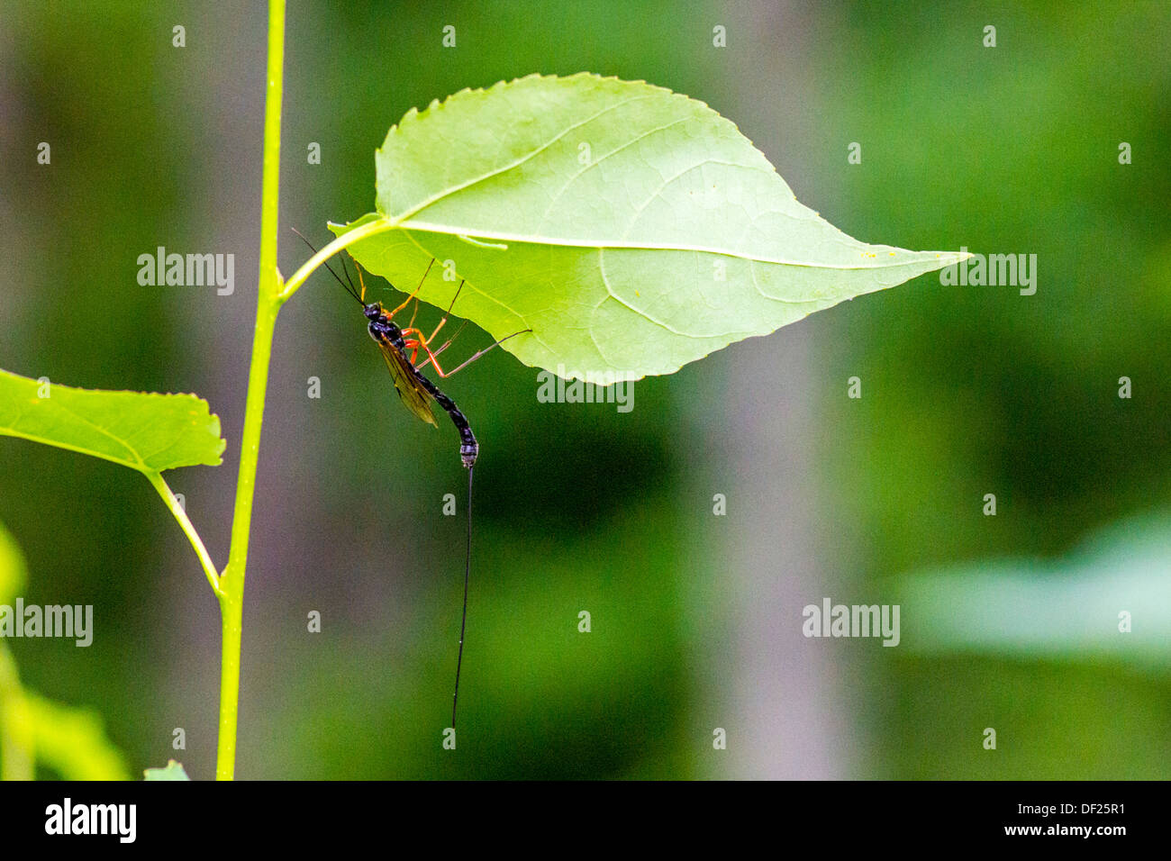 Portrait of a forest insect Stock Photo - Alamy