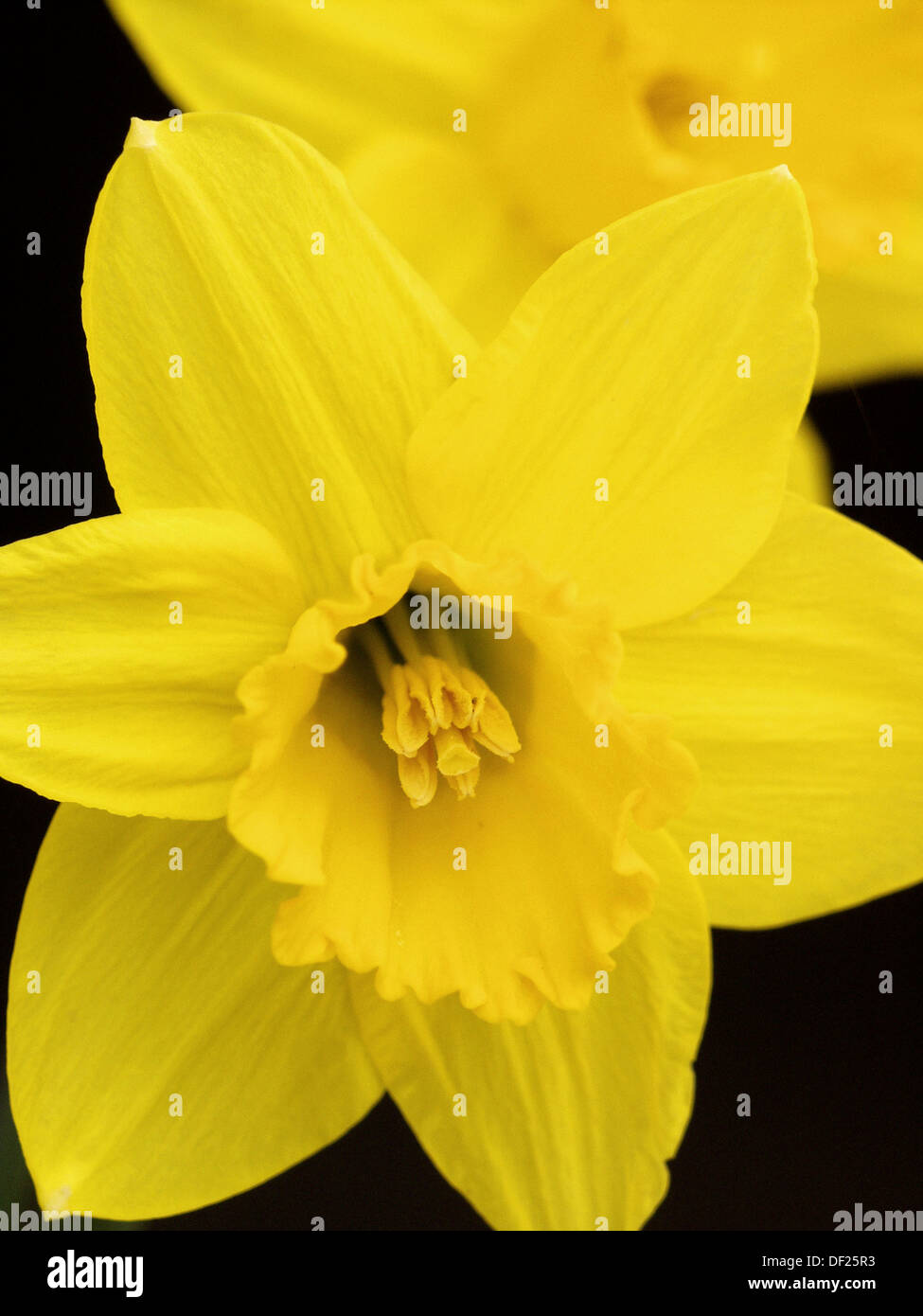 Narcissus pseudonarcissus hybr hi-res stock photography and images - Alamy