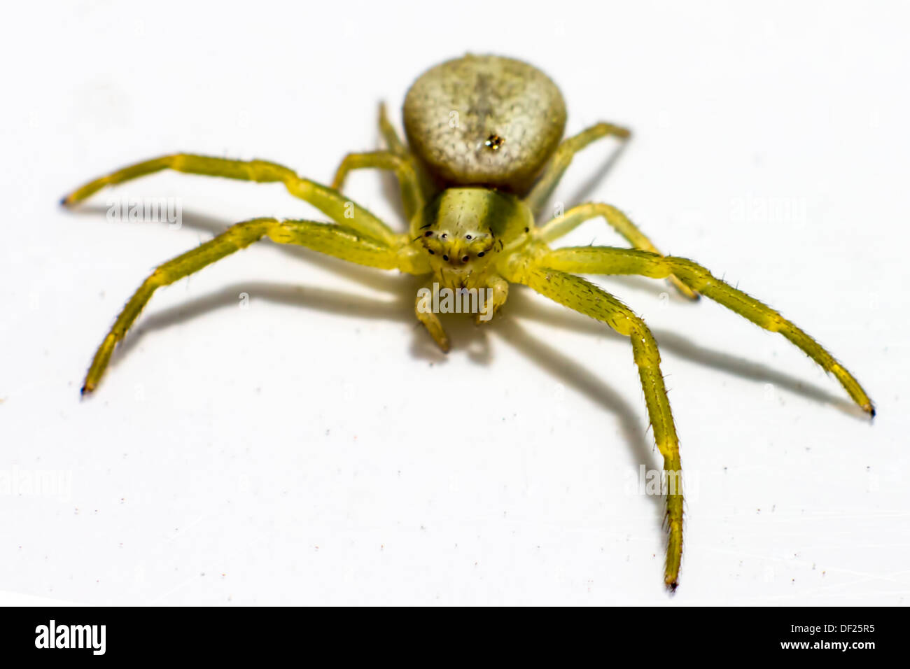 Spider red eyes Cut Out Stock Images & Pictures - Alamy