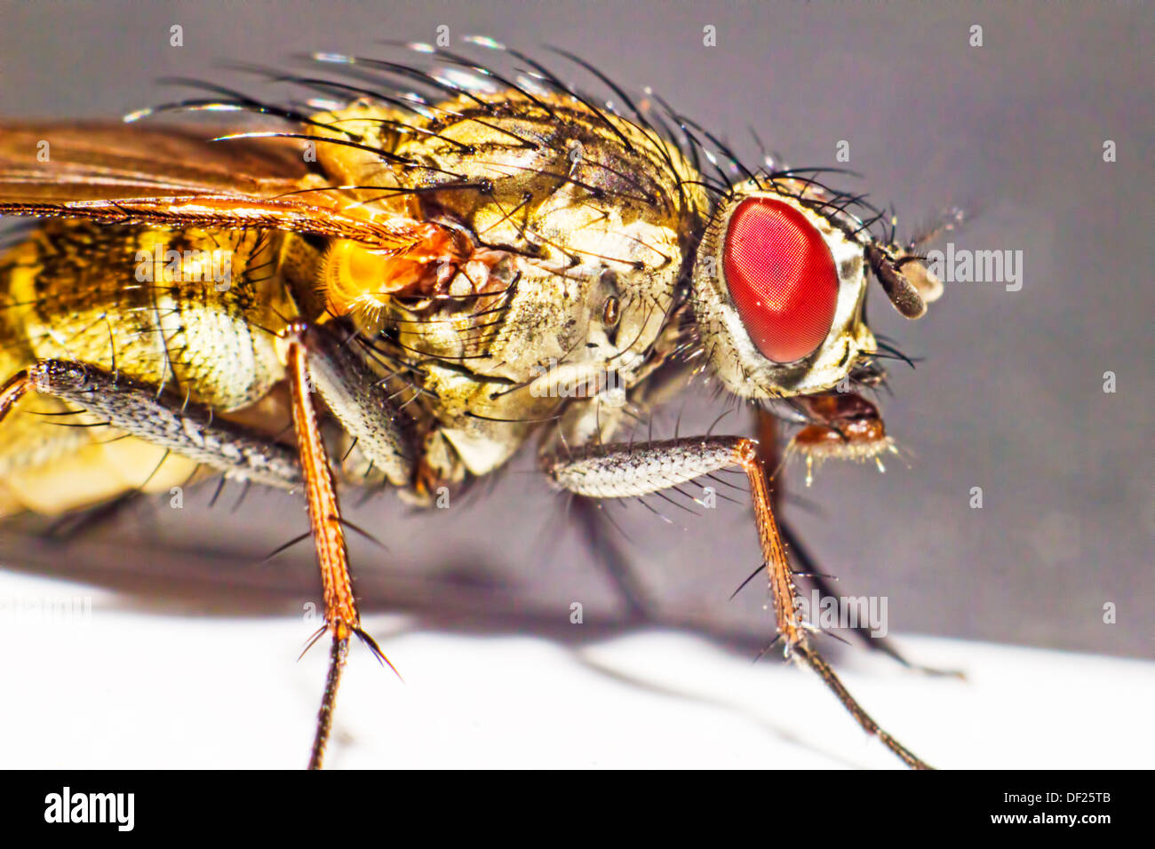 Portrait of a fly Stock Photo - Alamy