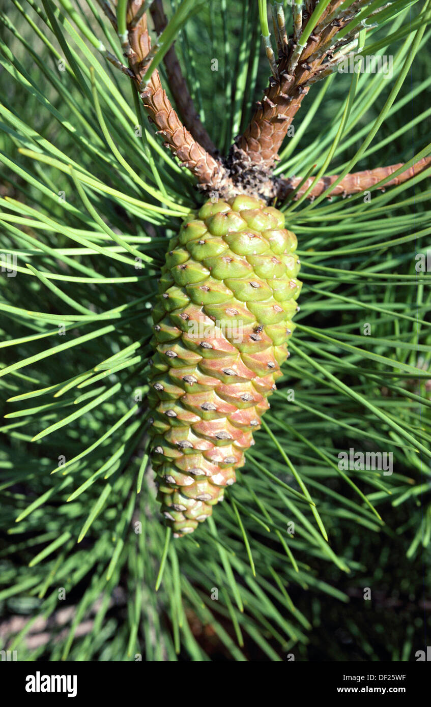Pine cone pinus sp hi-res stock photography and images - Alamy
