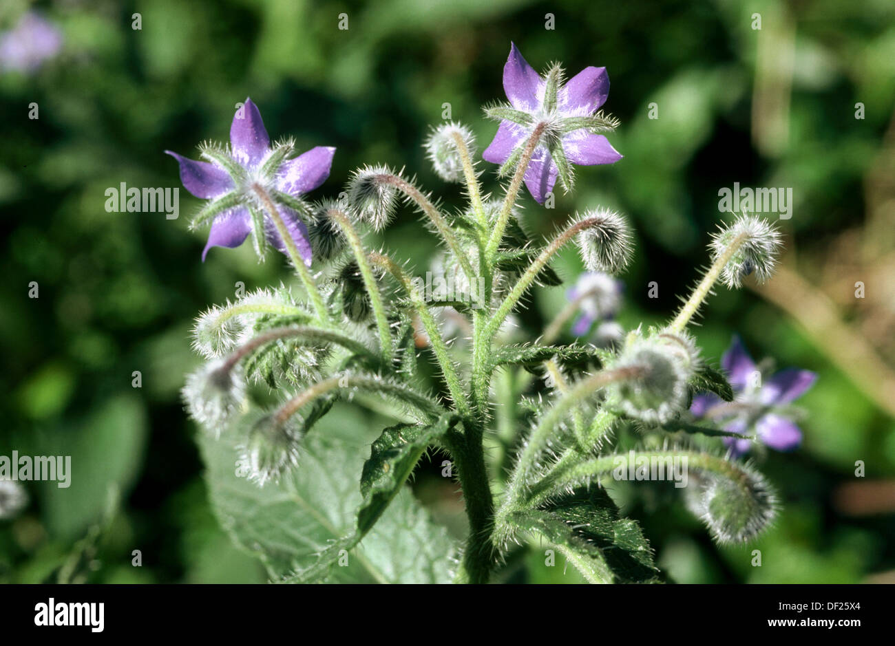 Borago officinalis kitchen garden hi-res stock photography and images ...