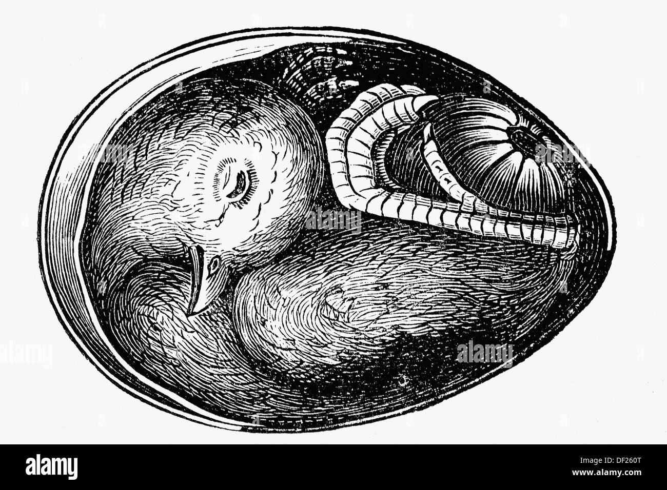 Chicken not rooster Black and White Stock Photos & Images - Alamy