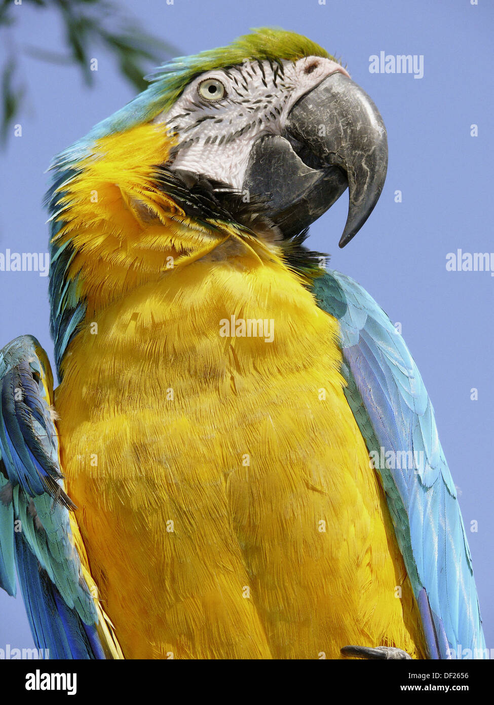 Guacamaya Bird High Resolution Stock Photography and Images - Alamy