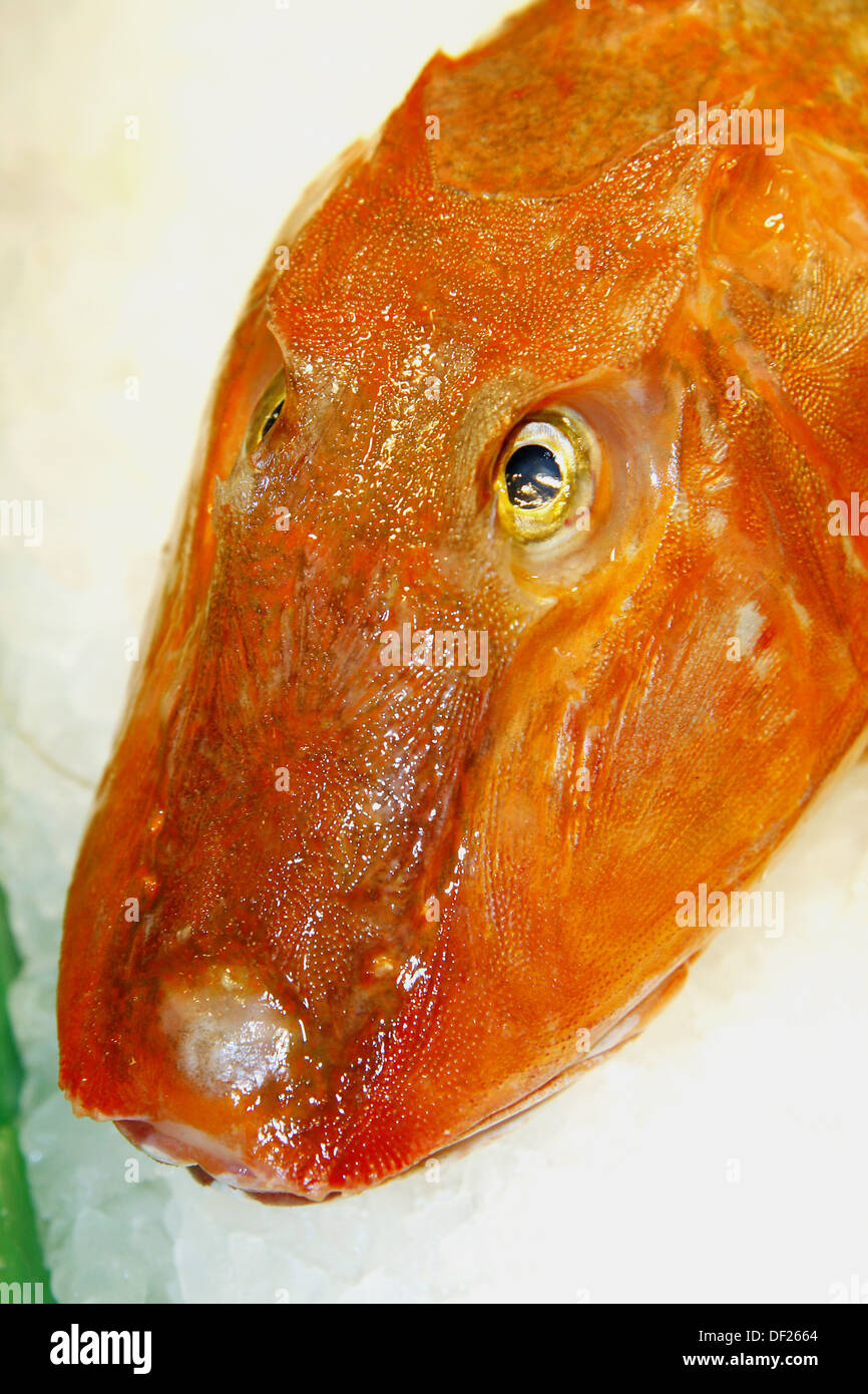 Tub gurnard chelidonichthys lucerna hi-res stock photography and images ...