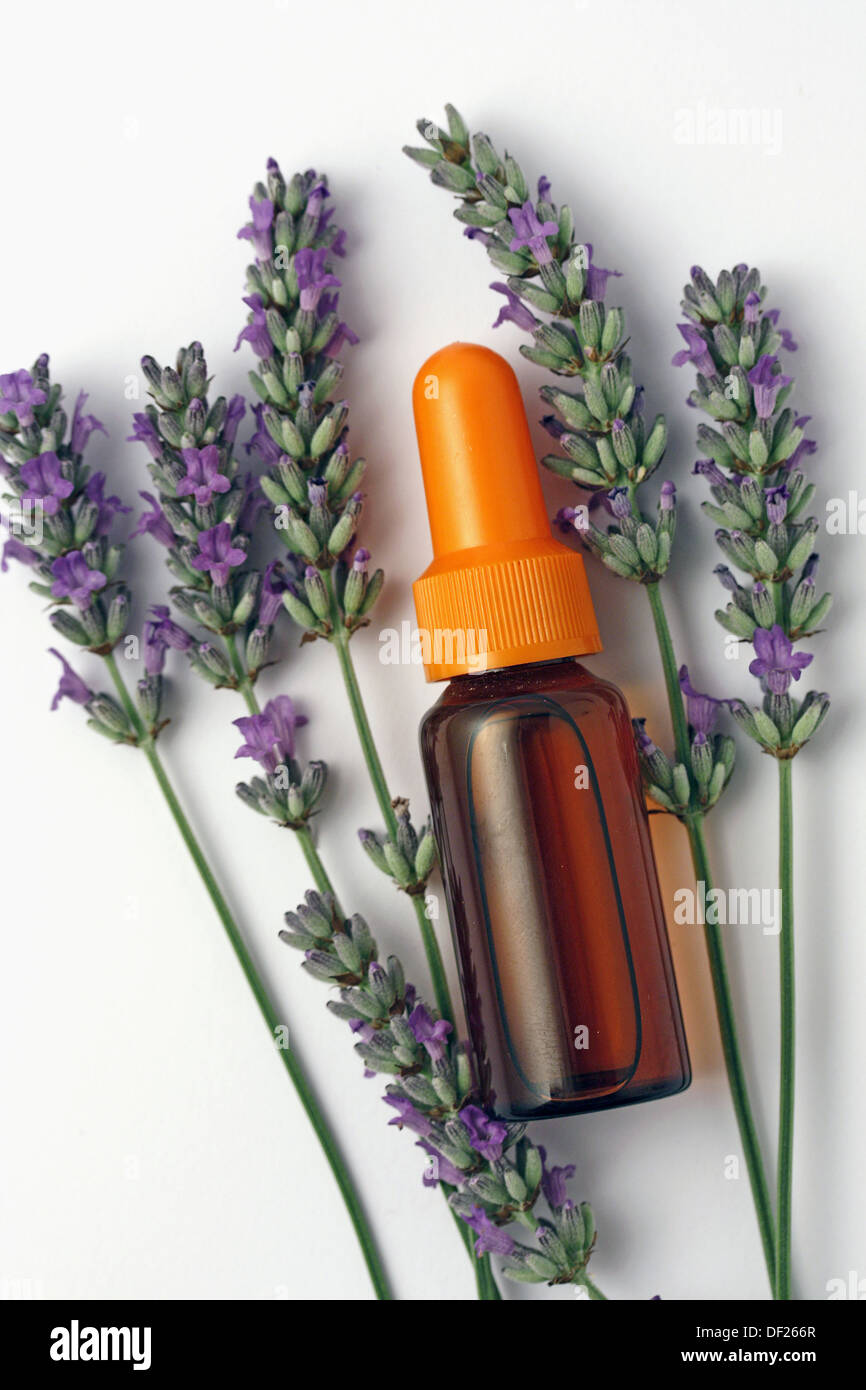 Lavender (Lavandula officinalis Stock Photo - Alamy