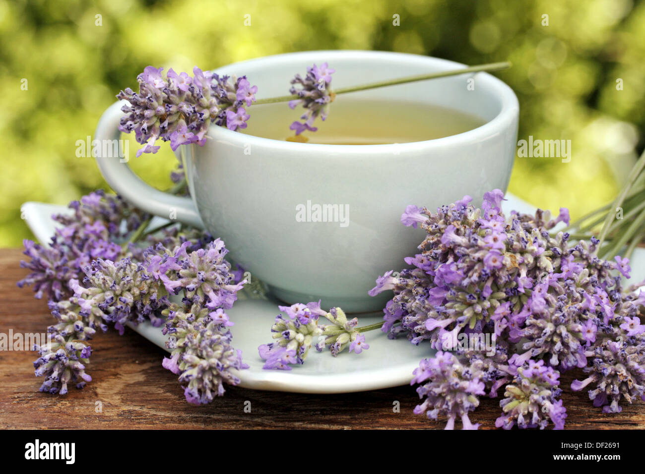 Lavender infusion lavandula officinalis hi-res stock photography and ...