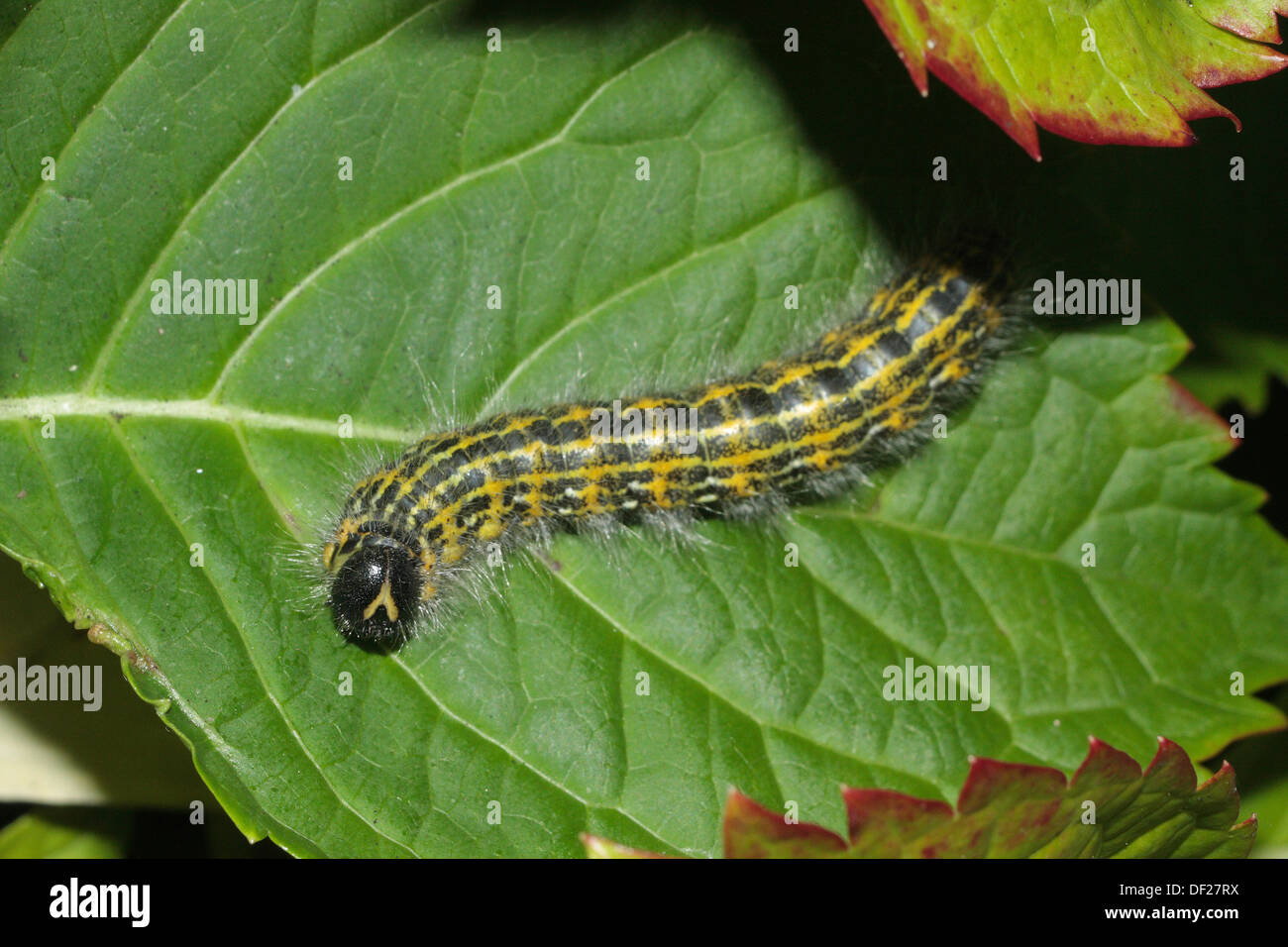 Buff tip caterpillar hi-res stock photography and images - Alamy