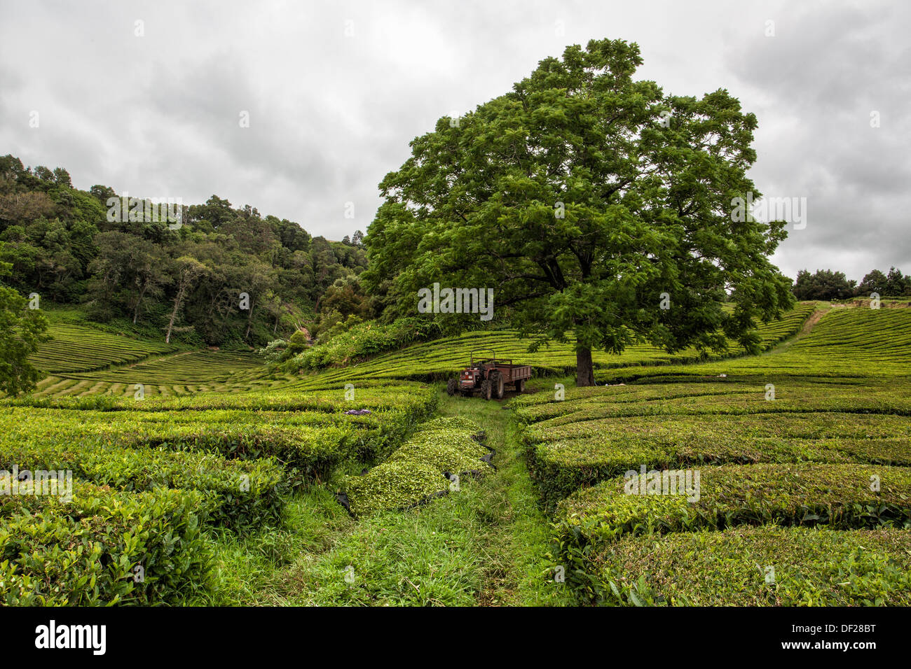 Tea azores hi-res stock photography and images - Alamy