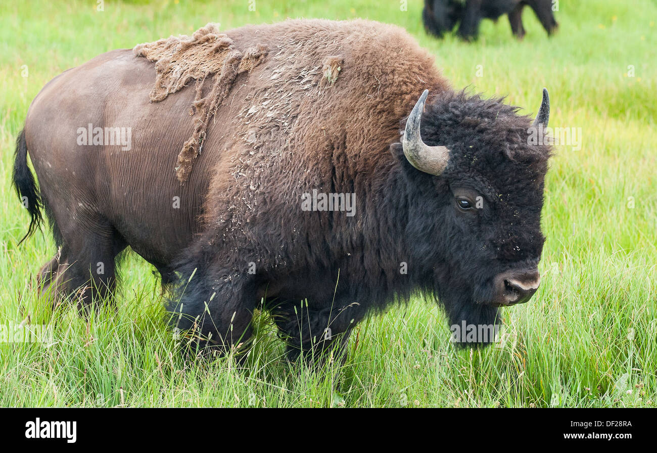 The typical American Bison in the Yellowstone National Park in USA ...