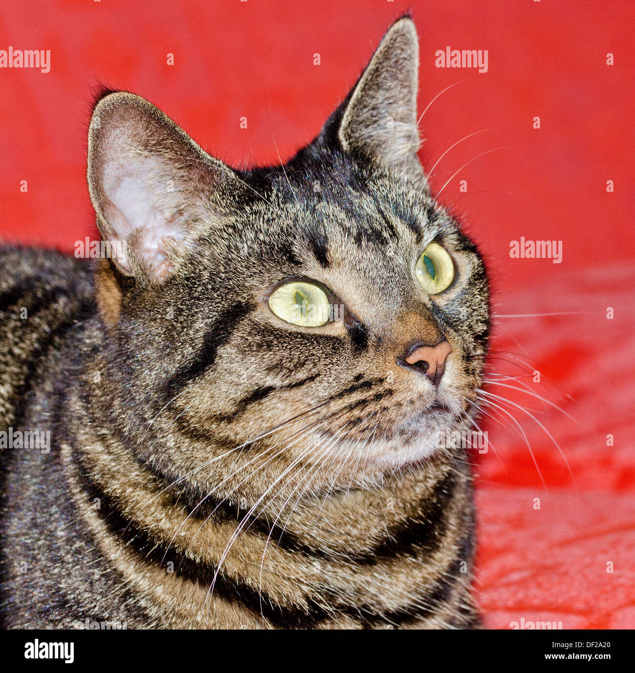 Tabby m hi-res stock photography and images - Alamy