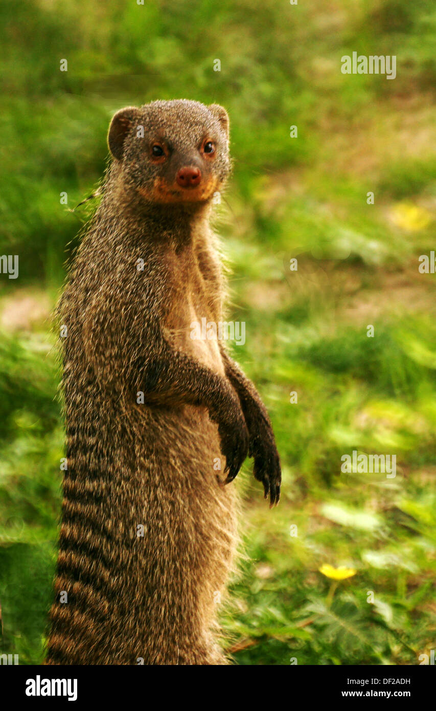 Striped mongoose hi-res stock photography and images - Alamy