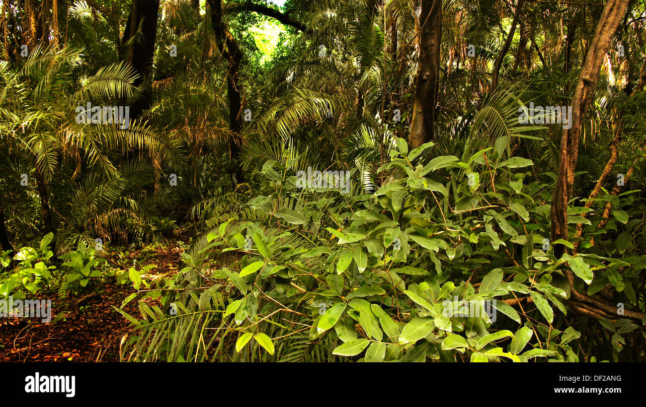 Victoria falls rainforest zimbabwe hi-res stock photography and images ...